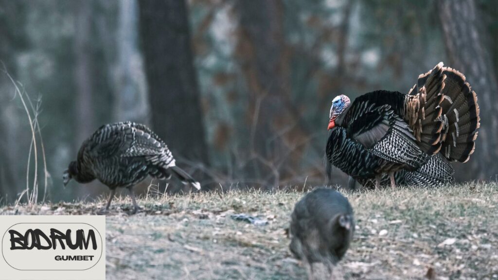 What Does Turkey Eat for Food?